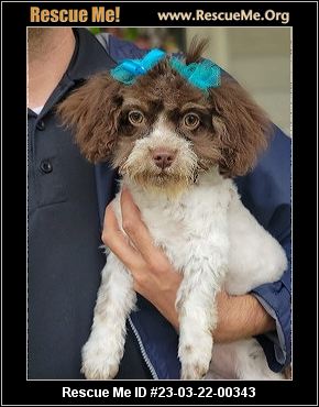 - South Carolina Cockapoo Rescue - ADOPTIONS - Rescue Me!