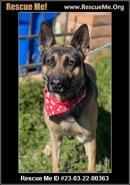 - Arizona German Shepherd Rescue - ADOPTIONS - Rescue Me!