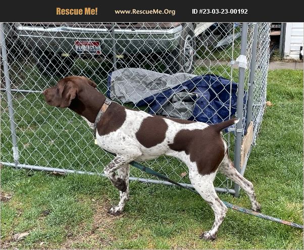 ADOPT 23032300192 ~ German Shorthaired Pointer Rescue ~ Parma, ID