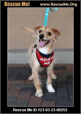 - California Border Terrier Rescue - ADOPTIONS - Rescue Me!