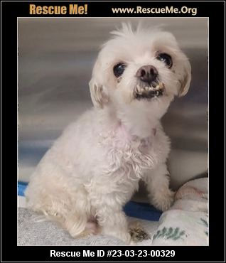 - California Maltese Rescue - ADOPTIONS - Rescue Me!