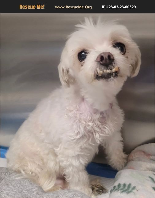 ADOPT 23032300329 ~ Maltese Rescue ~ Van Nuys, CA