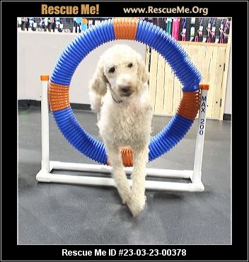 - Wisconsin Poodle Rescue - ADOPTIONS - Rescue Me!
