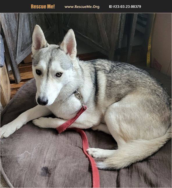 ADOPT 23032300379 ~ Siberian Husky Rescue ~ Chesterfield, VA