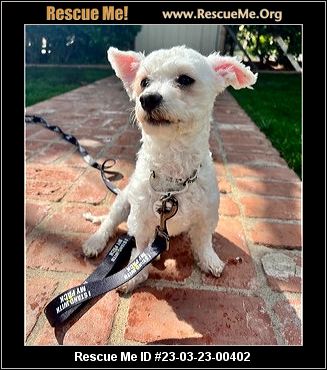- California Maltese Rescue - ADOPTIONS - Rescue Me!