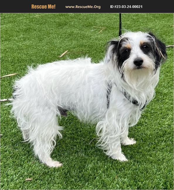 ADOPT 23032400021 ~ Havanese Rescue ~ Carlsbad, CA