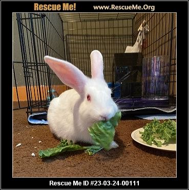 - Pennsylvania Rabbit Rescue - ADOPTIONS - Rescue Me!