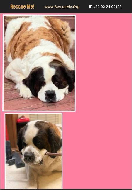 ADOPT 23032400159 ~ Saint Bernard Rescue ~ York County, CT