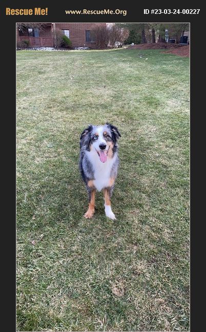 ADOPT 23032400227 ~ Australian Shepherd Rescue ~ Cleveland, OH