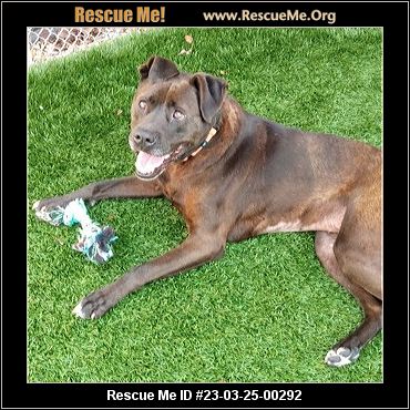 - Missouri Boxer Rescue - ADOPTIONS - Rescue Me!