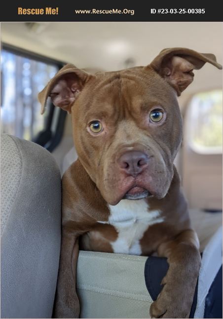 ADOPT 23032500385 ~ Pit Bull Rescue ~ Wilmington, NC