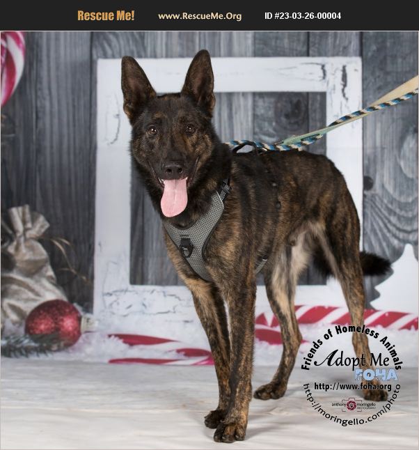 ADOPT 23032600004 ~ Dutch Shepherd Rescue ~ Aldie, VA
