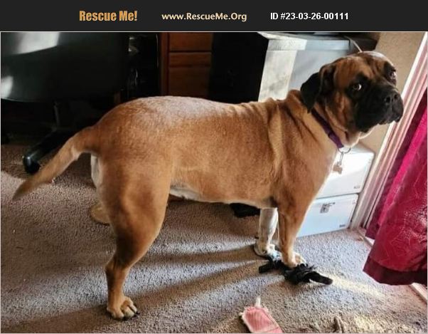 ADOPT 23032600111 ~ Bullmastiff Rescue ~ Snelling, CA