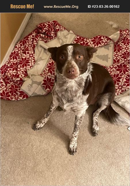 ADOPT 23032600162 ~ Australian Cattle Dog Rescue ~ San Dimas, CA