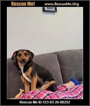 - New York Beagle Rescue - ADOPTIONS - Rescue Me!