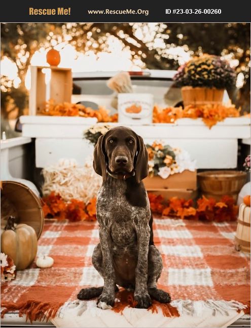 ADOPT 23032600260 ~ German Shorthaired Pointer Rescue ~ Barstow, CA