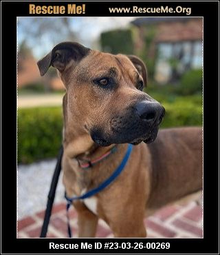 - California Rhodesian Ridgeback Rescue - ADOPTIONS - Rescue Me!