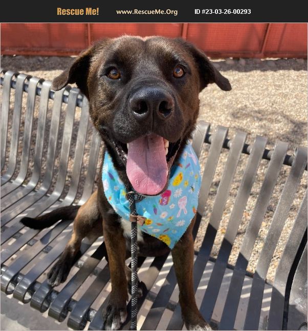 ADOPT 23032600293 ~ Boxer Rescue ~ Phoenix, AZ