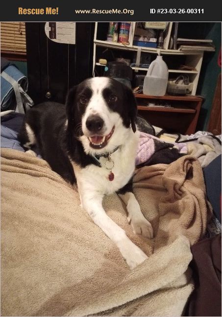 ADOPT 23032600311 ~ Border Collie Rescue ~ Lincoln, NE