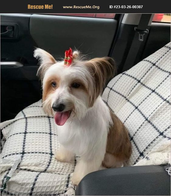 ADOPT 23032600387 ~ Havanese Rescue ~ Navarre, FL