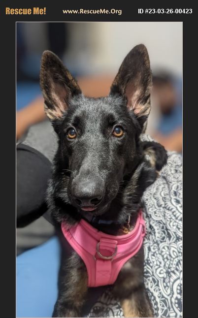 ADOPT 23032600423 ~ Belgian Malinois Rescue ~ Washington, DC