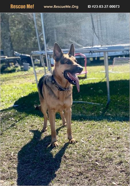 ADOPT 23032700073 ~ German Shepherd Rescue ~ Sun, LA