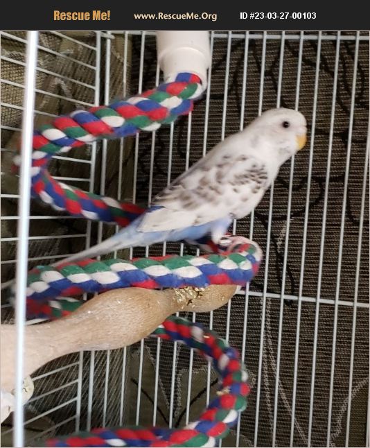 ADOPT 23032700103 ~ Pet Bird Rescue ~ Surprise, AZ