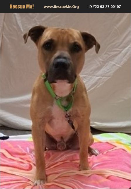 ADOPT 23032700107 ~ Staffordshire Bull Terrier Rescue ~ Casa Grande, AZ