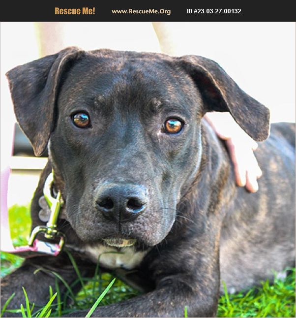 ADOPT 23032700132 ~ Lab Rescue ~ Denver, CO