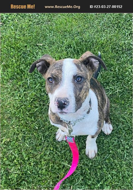 ADOPT 23032700152 ~ Pit Bull Rescue ~ Eugene, OR