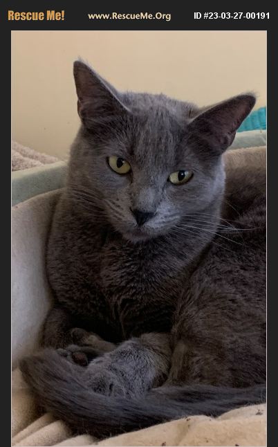 ADOPT 23032700191 ~ Russian Blue Rescue ~ Woodland Hills, CA