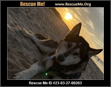 - Virginia Siberian Husky Rescue - ADOPTIONS - Rescue Me!