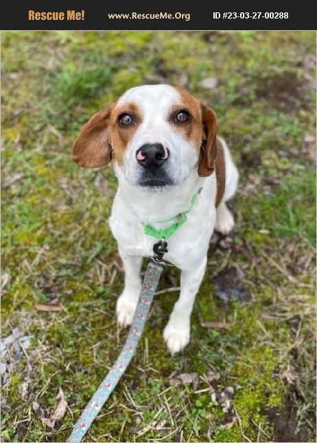 ADOPT 23032700288 ~ Beagle Rescue ~ Sparta, NJ
