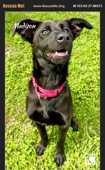 ADOPT 23032700373 ~ Lab Rescue ~ Magnolia, TX