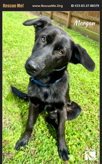 ADOPT 23032700379 ~ Lab Rescue ~ Magnolia, TX