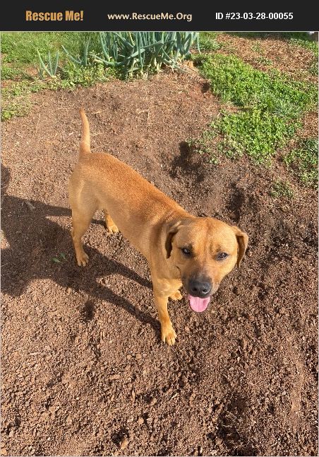 ADOPT 23032800055 ~ Rhodesian Ridgeback Rescue ~ King, NC