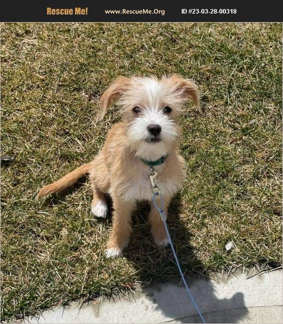 ADOPT 23032800318 ~ Norfolk Terrier Rescue ~ Stark County, OH