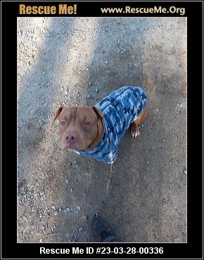 - Alaska Dog Rescue - ADOPTIONS - Rescue Me!