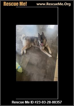 - Michigan Siberian Husky Rescue - ADOPTIONS - Rescue Me!