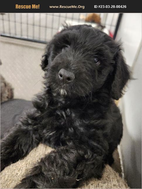 ADOPT 23032800426 ~ Australian Shepherd Rescue ~ Liberty Center, OH