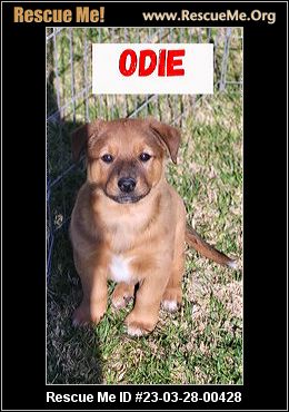 - California Border Collie Rescue - ADOPTIONS - Rescue Me!