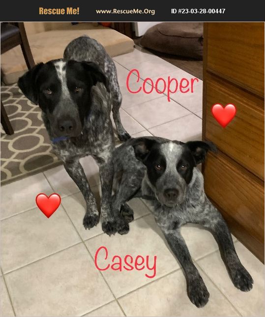 ADOPT 23032800447 ~ Pointer Rescue ~ Colorado