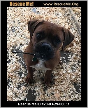 - Alabama Boxer Rescue - ADOPTIONS - Rescue Me!