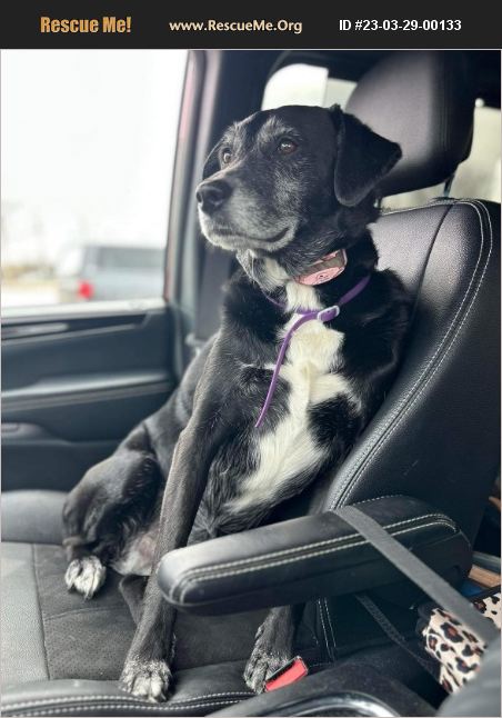 ADOPT 23032900133 ~ Lab Rescue ~ Muskego, WI