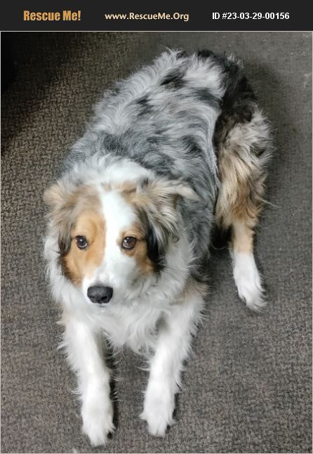 ADOPT 23032900156 ~ Australian Shepherd Rescue ~ Centennial, CO