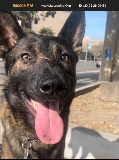 ADOPT 23032900186 ~ Belgian Malinois Rescue ~ Riverside, CA