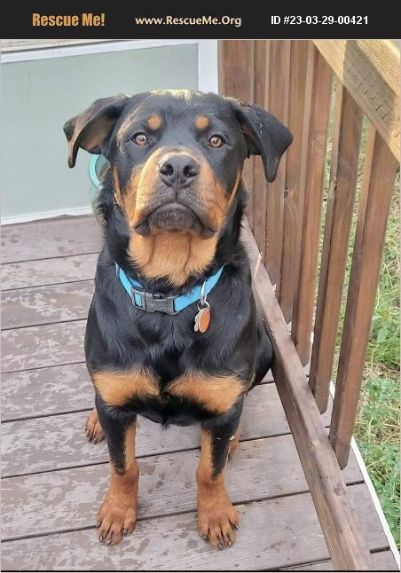 ADOPT 23032900421 ~ Rottweiler Rescue ~ Edgewood, NM