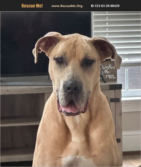ADOPT 23032900429 ~ Great Dane Rescue ~ Georgia