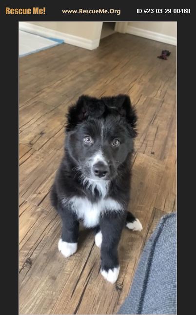 ADOPT 23032900468 ~ Australian Shepherd Rescue ~ JACKSONVILLE, FL