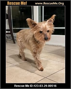- California Yorkie Rescue - ADOPTIONS - Rescue Me!